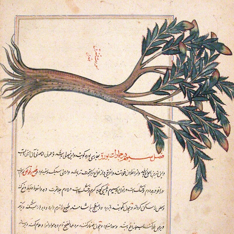The Radical Intimacy of Spiritual Ecology - The Golden Sufi Center